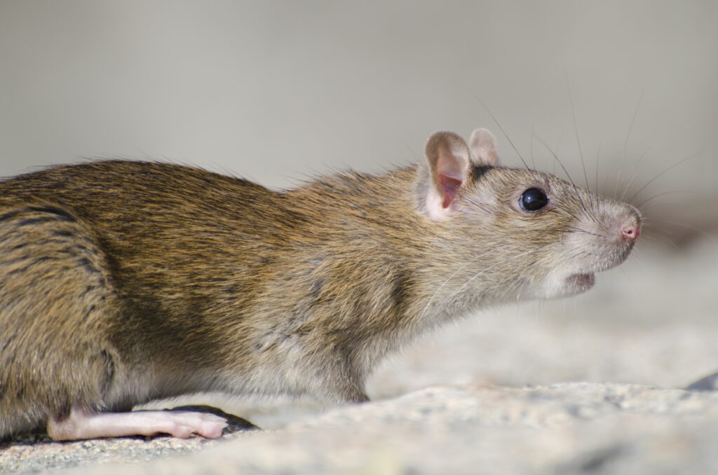 Rats and Mice: The First Signs You Shouldn’t Ignore - The Household Daily