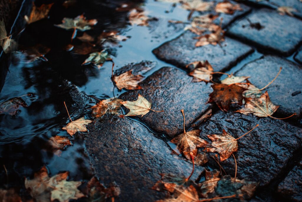 "Why Autumn Leaves Are Bad News for Your Drains?" - The Household Daily